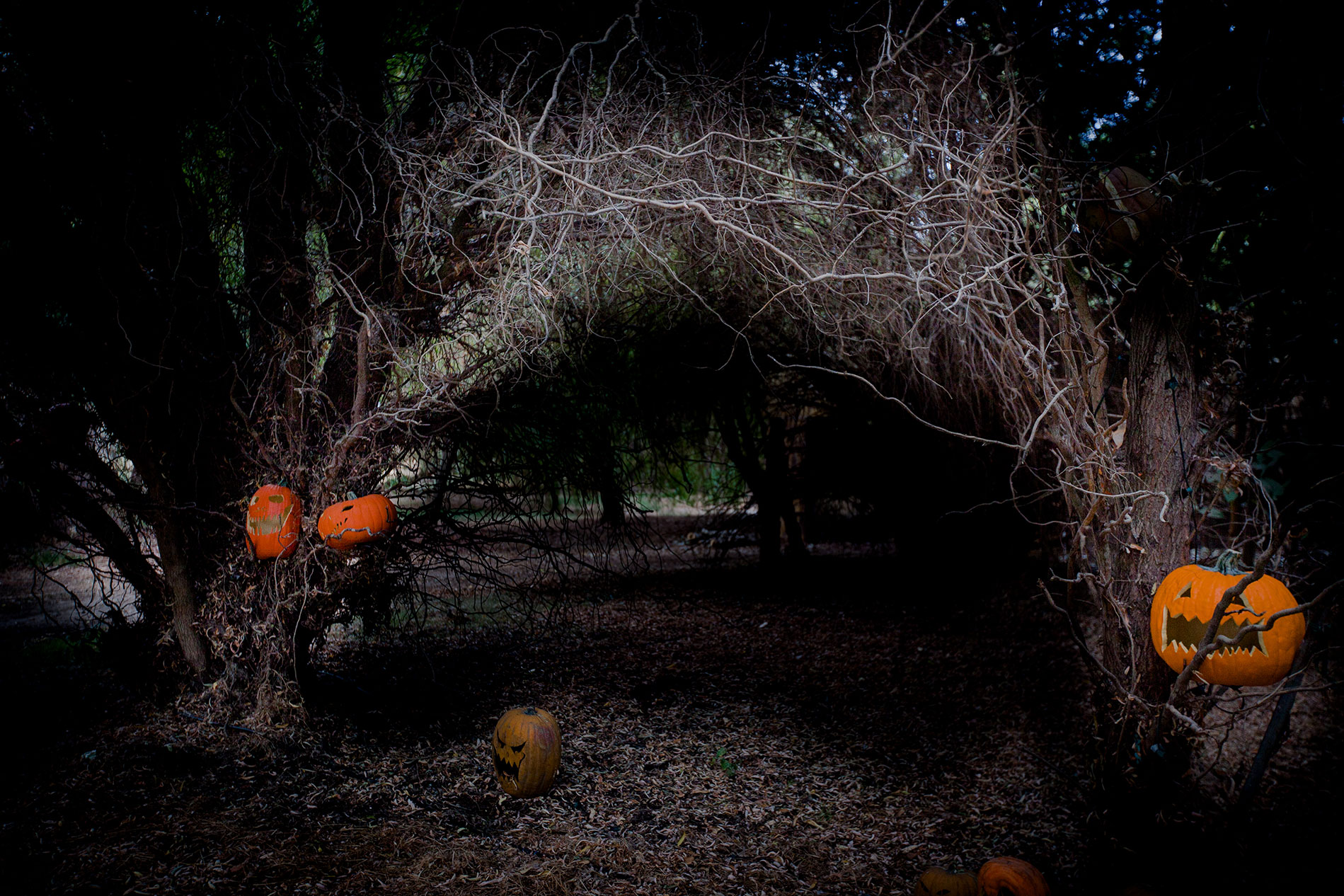 Hobb’s Grove Halloween Haunt – Central California’s Halloween tradition ...